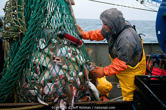 Stock photo of Fishing trawler hauls in net full of Atlantic Cod (Gadus ...