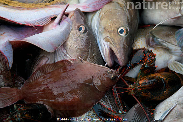 Stock photo of Atlantic Cod (Gadus morhua), Yellowtail Flounder ...