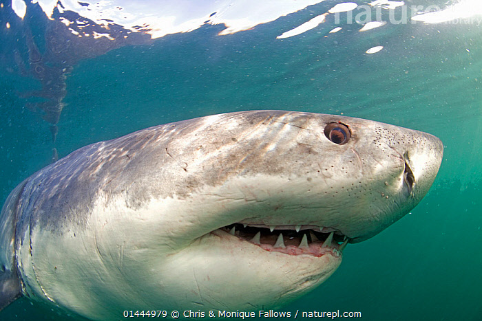 White Shark Vertical Wallpaper