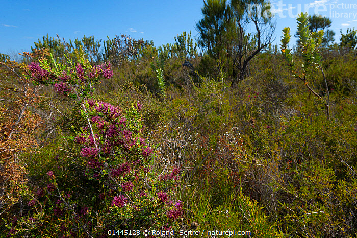 Stock photo of Habitat of Western Ground Parrot (Pezoporus flaviventris ...