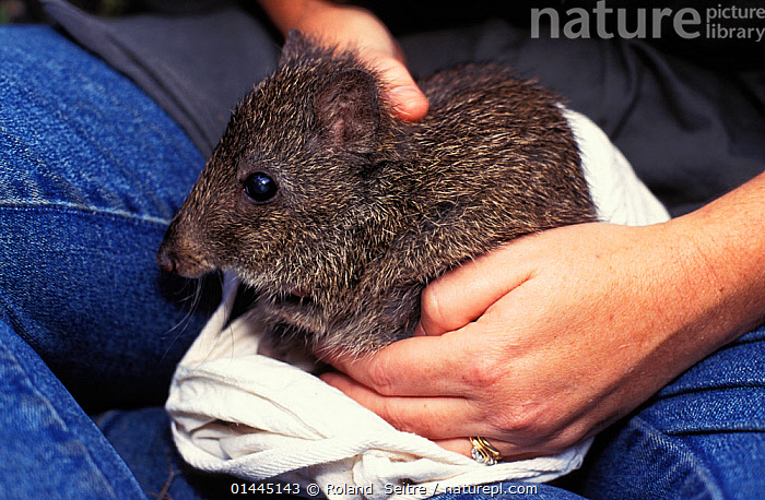 Stock photo of Gilbert's potoroo (Potorous gilbertii) held in ...