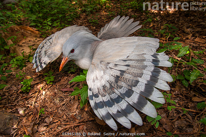 Stock photo of Kagu (Rhynochetos jubatus) with wings spread in ...