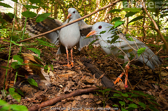 Stock photo of Kagu (Rhynochetos jubatus) with wings spread in ...