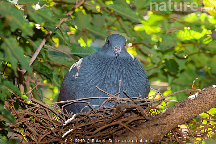 Stock photo of Goliath Imperial Pigeon (Ducula goliath) on nest ...