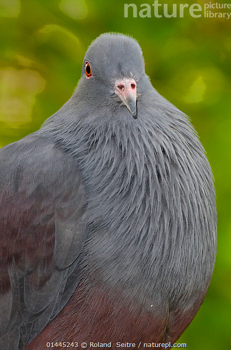 Stock photo of Goliath Imperial Pigeon (Ducula goliath) portrait ...