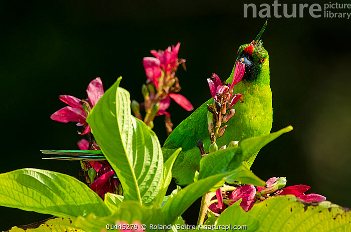 Stock photo of Uvea Parakeet (Eunymphicus uvaeensis) feeding on flowers ...