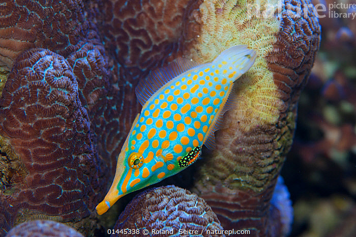 Stock photo of Harlequin filefish (Oxymonacanthus longirostris ...