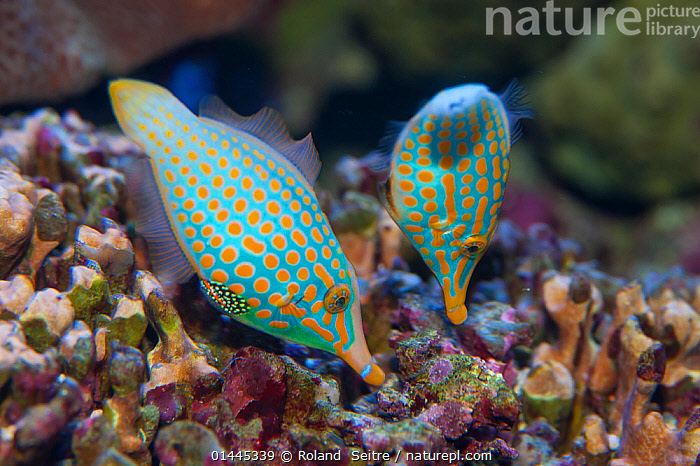 Stock photo of Harlequin filefish (Oxymonacanthus longirostris ...