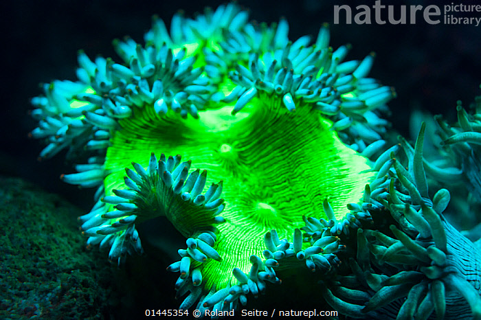 Stock photo of Bioluminescent Mushroom Coral (Actinodiscus sp.) captive ...