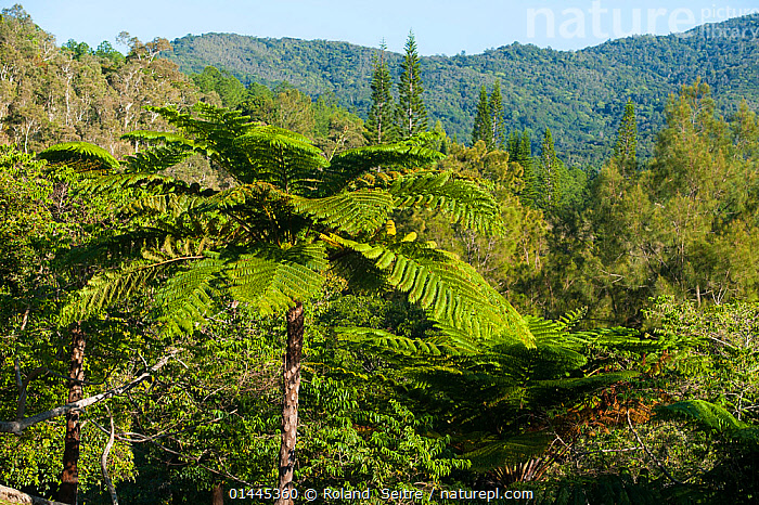 Stock photo of Ferns in landscape, Great Fern Provincial Park / Parc ...