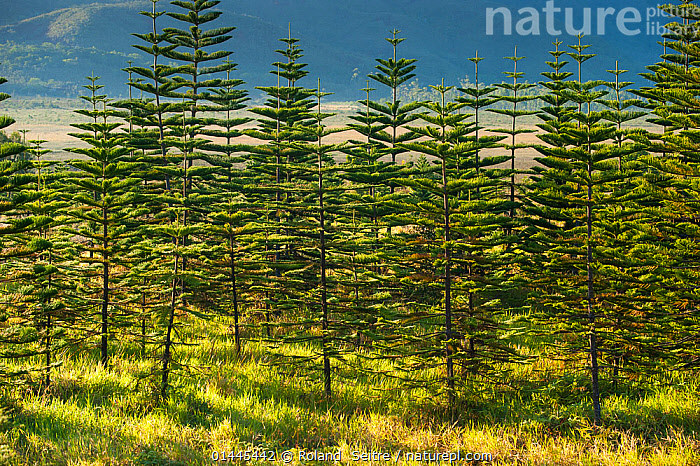 Stock photo of Araucaria (Araucaria sp) trees near the entrance to Parc ...