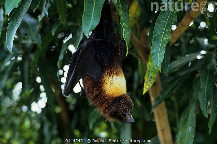 Flying Fox