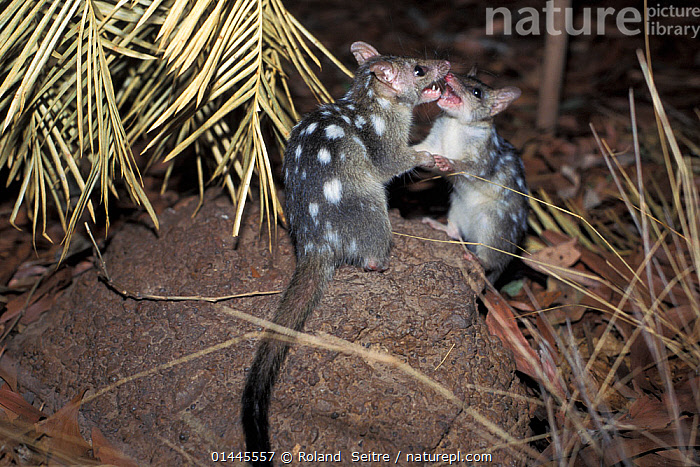 Stock photo of Northern quolls (Dasyurus hallucatus) fighting, captive ...