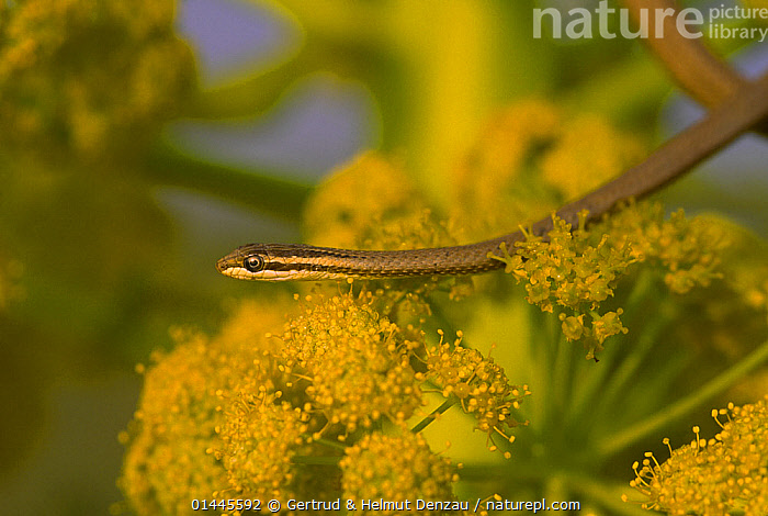 Stock photo of Steppe ribbon racer (Psammophis lineoleatum) on a ...