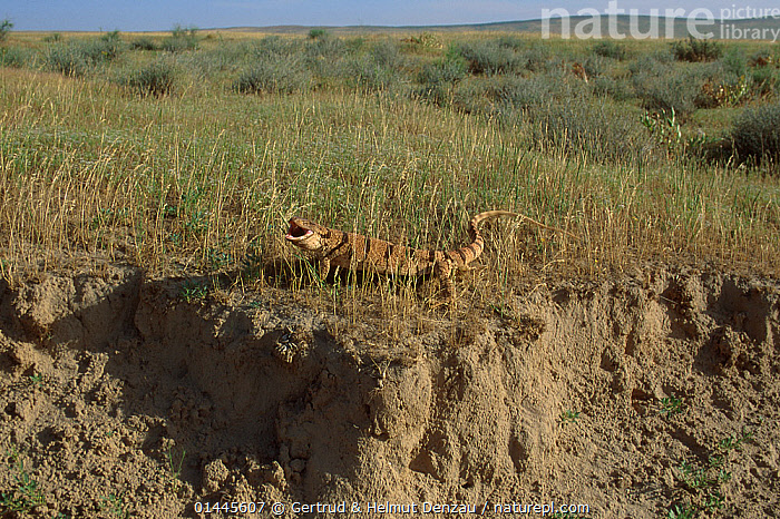 Stock photo of Desert monitor (Varanus griseus) basking with mouth open ...