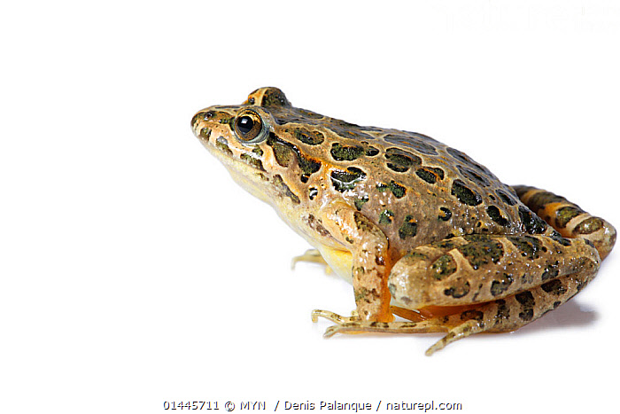 Stock photo of Painted Frog (Discoglossus pictus) invasive species ...