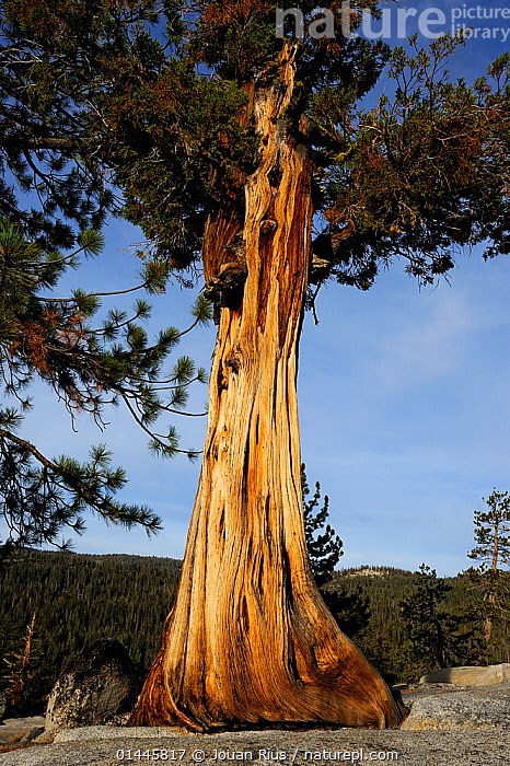 Stock photo of Jeffrey pine tree (Pinus jeffreyi) growing in granite ...