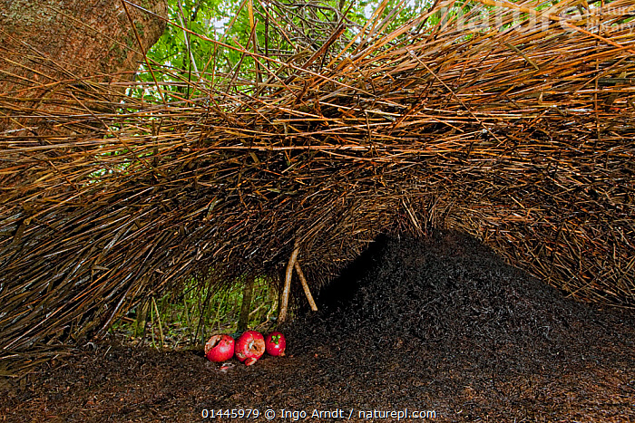 Stock photo of Bower of Vogelkop bowerbird (Amblyornis inornatus) front ...