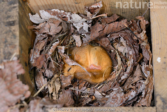 Stock photo of Torpid Common / Hazel dormouse (Muscardinus avellanarius ...