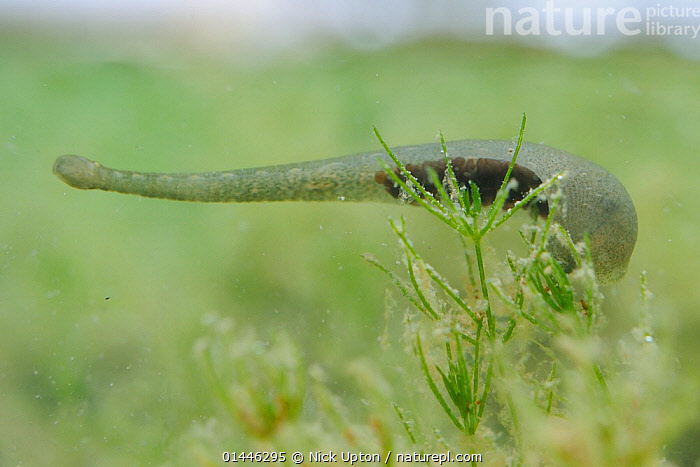 Stock photo of Duck Leech (Theromyzon tessulatum) waiting and ready to ...