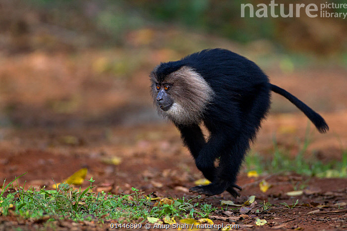Stock photo of Lion-tailed macaque (Macaca silenus) juvenile running ...