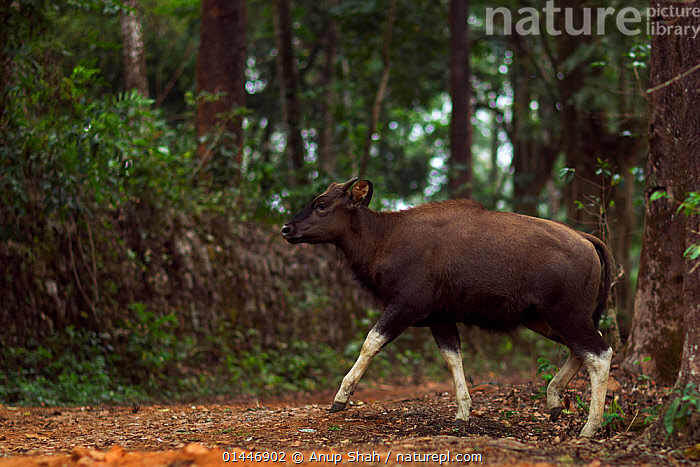 Gaur Tiger