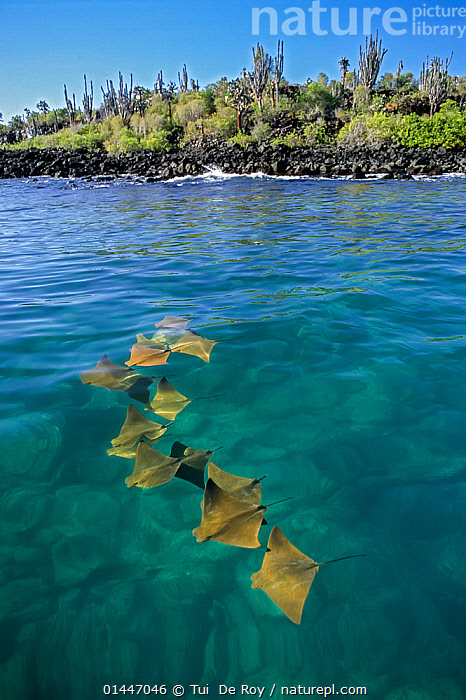 Stock photo of Golden cownose rays (Rhinoptera steindachnyri) schooling ...