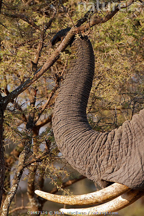 Acacia Tree Elephant