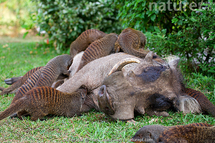 Stock photo of Banded mongoose (Mungos mungo) group grooming warthog ...