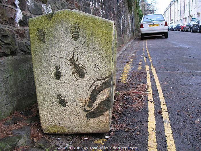 Stock photo of Badger and insects graffiti on a grit box, Bristol, UK ...