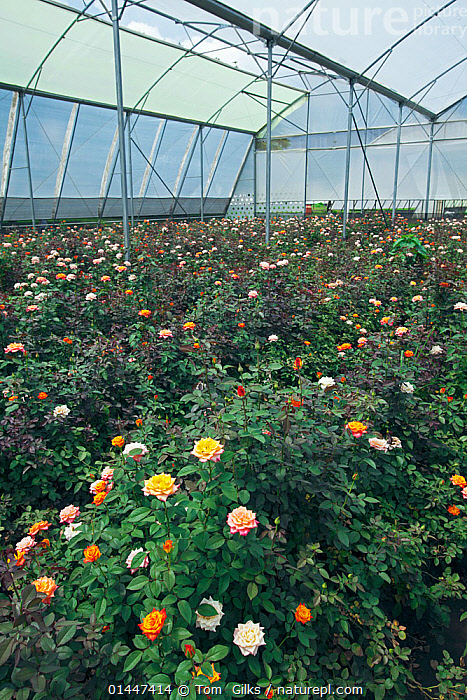 Commercial Rose Growing Commercial Rose Growing Hi Res Stock