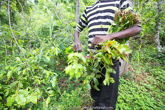 Stock photo of Man harvesting Khat tree (Catha edulis) Meru, Kenya ...