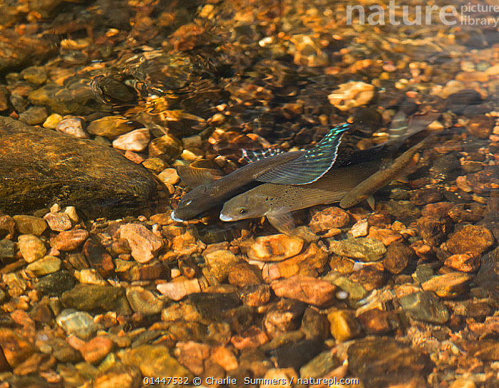 Stock photo of Male Arctic grayling (Thymallus arcticus) displaying to ...