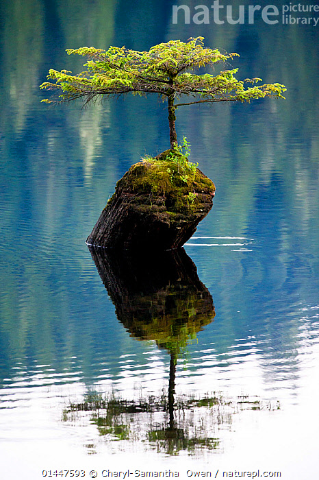 Stock photo of A miniature Douglas fir (Pseudotsuga menziesii) growing ...
