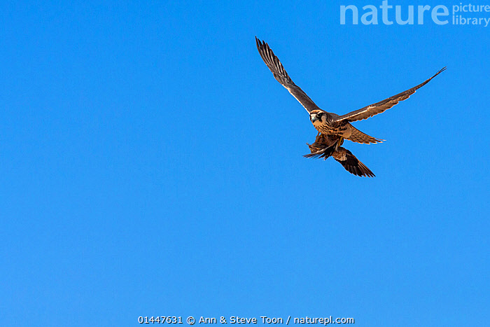 Stock photo of Lanner falcon (Falco biarmicus) in flight, carrying ...