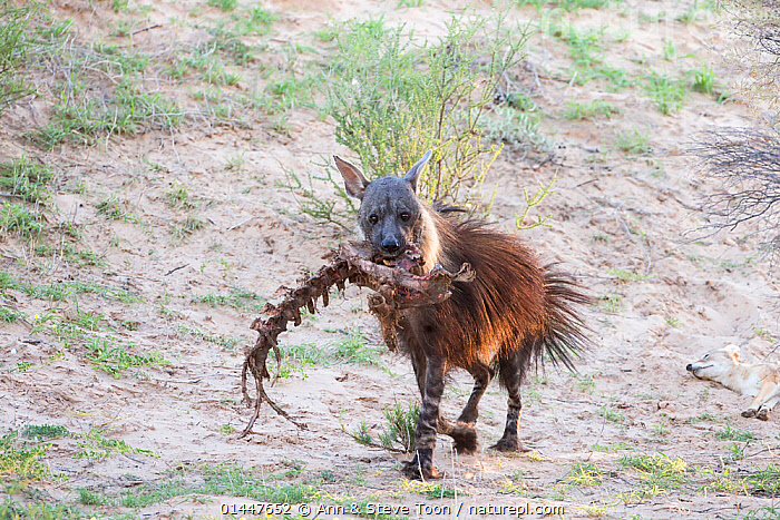 Stock photo of Brown hyena (Hyaena brunnea) carrying carrion from lion ...