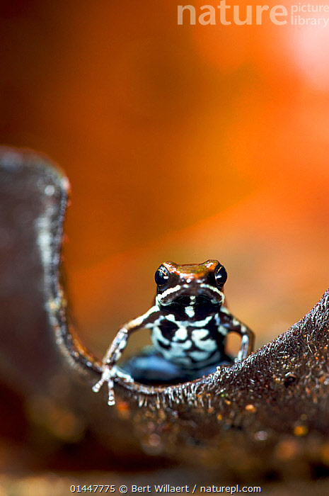 Marbled Dart Frog New 'metallic' Species Discovered In The Amazon