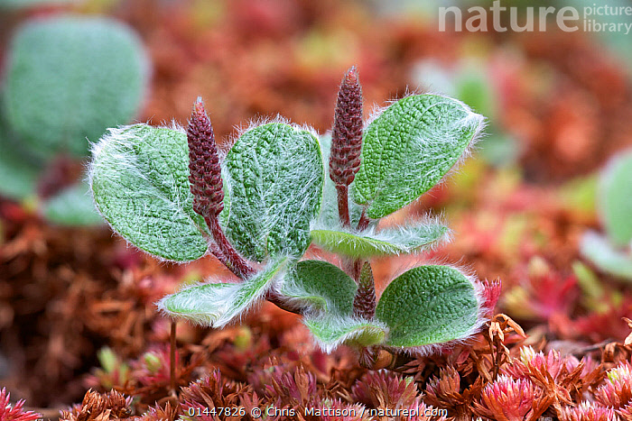 Stock photo of Net-leaved willow (Salix reticulata) leaf and catkin ...