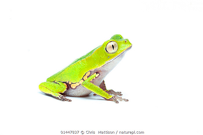 Stock photo of White-lined leaf frog (Phyllomedusa vaillantii) captive ...