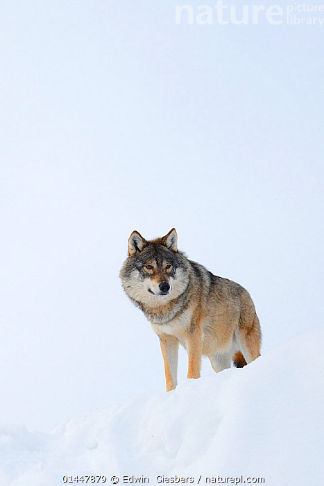 Stock photo of European grey wolf (Canis lupus) in snow, captive ...