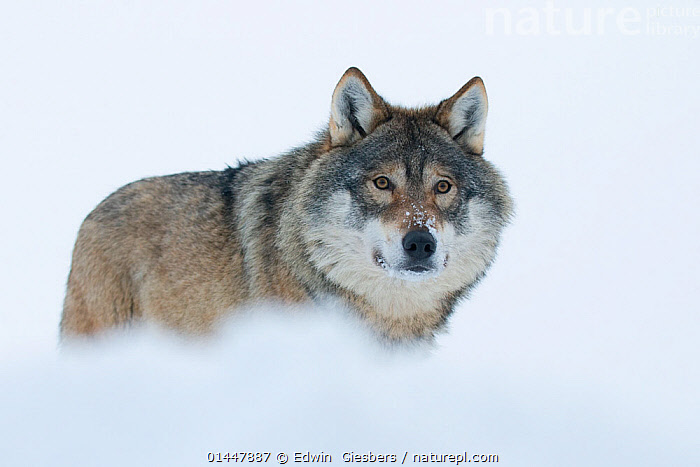 European Grey Wolf