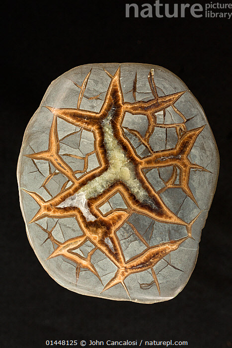 Stock photo of Cross-Section of Utah Septarian Nodule, Utah. A type of ...