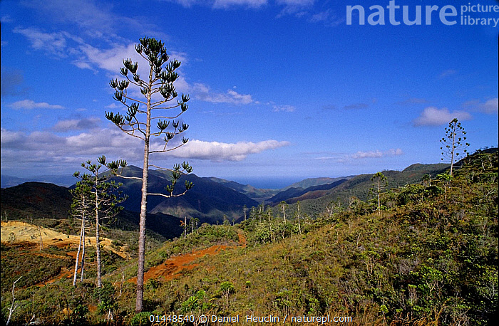 Stock photo of Rule araucaria trees (Araucaria rulei), New Caledonia ...
