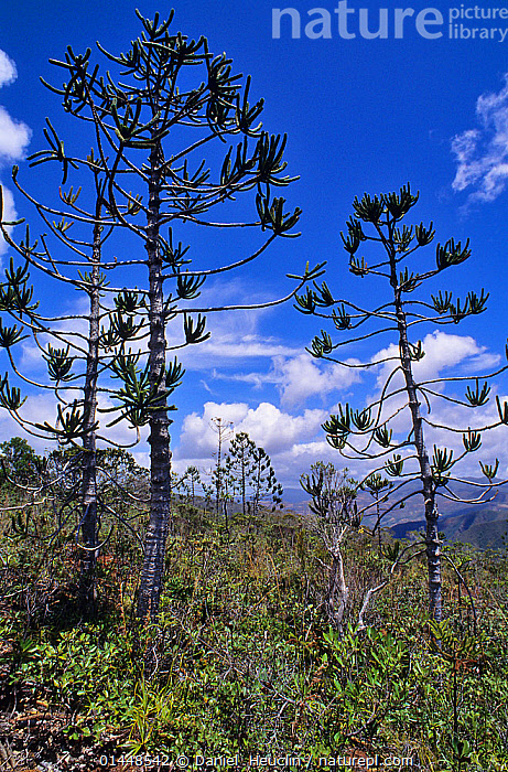New Caledonia Trees