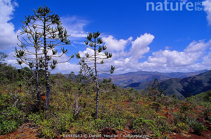 New Caledonia Trees