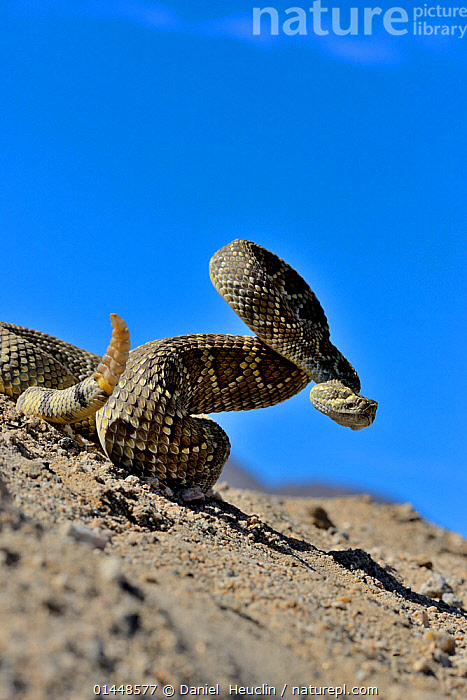 Stock photo of Mojave rattlesnake (Crotalus scutulatus) Mojave desert ...