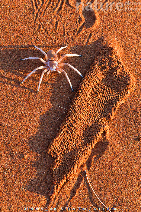 Stock photo of Dancing white lady spider (Leucorchestris arenicola ...