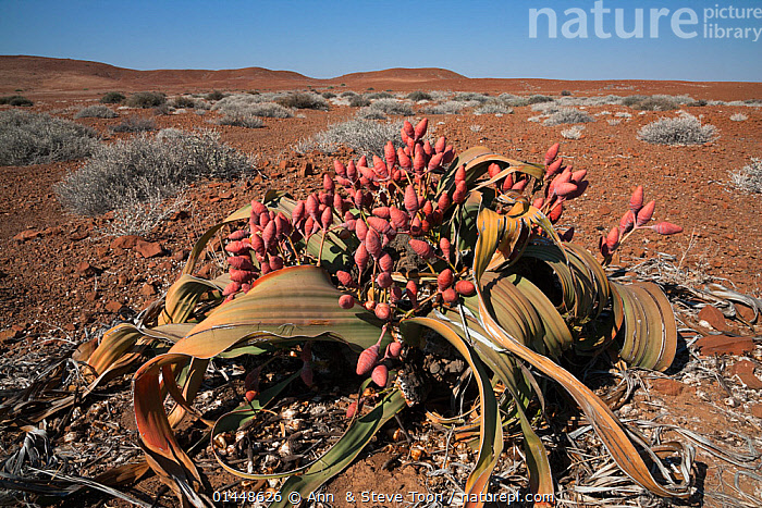 Stock photo of Female Welwitschia plant (Welwitschia mirabilis), cones ...