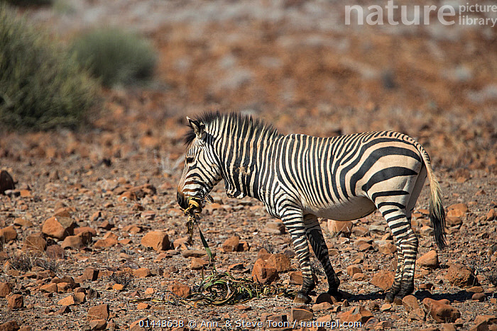 Stock photo of Hartmann's mountain zebra, (Equus zebra hartmannae ...