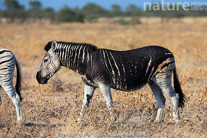 Games with horses - TMQ Horse Game Database